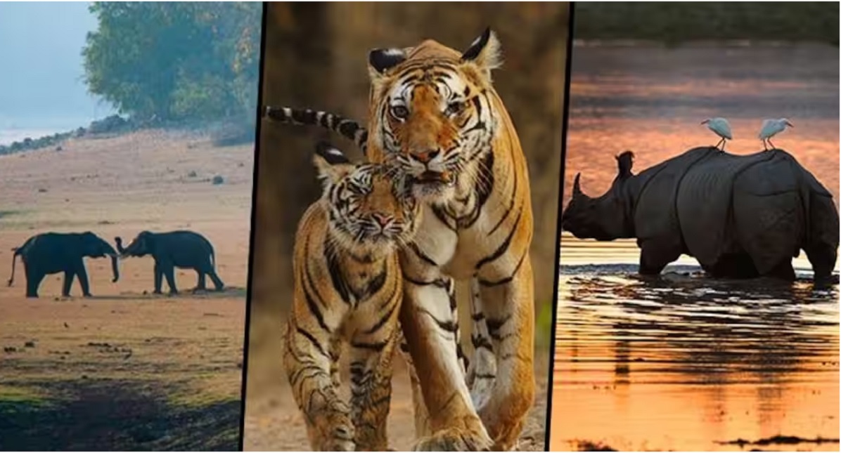 வன விலங்குகளைப் பாதுகாப்போம்! - Thaaii Magazine